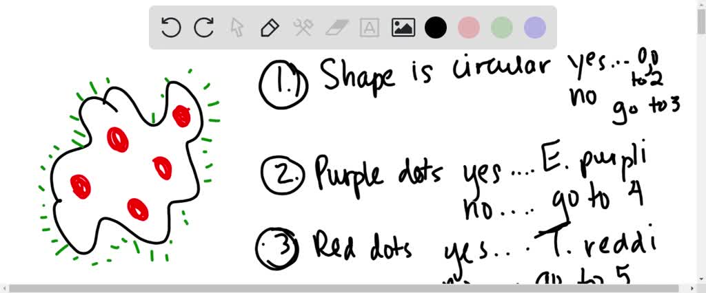 SOLVED: Use this dichotomous key to identify the taxonomic order of ...