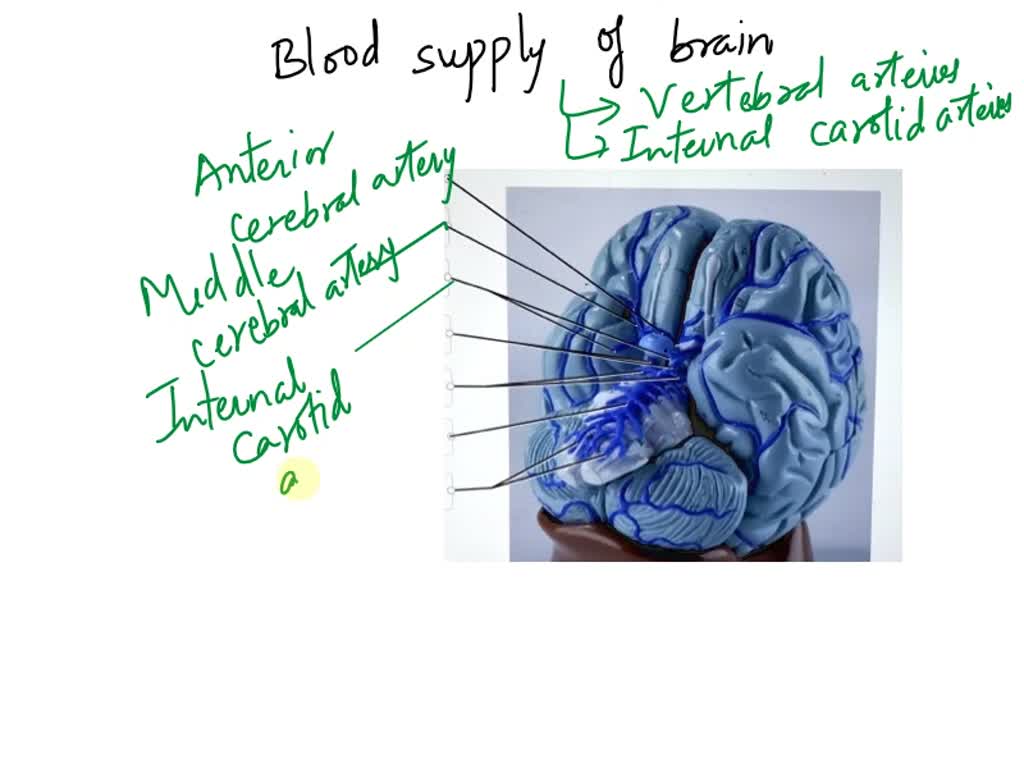 SOLVED: label the anterior view of torso model image showing major ...