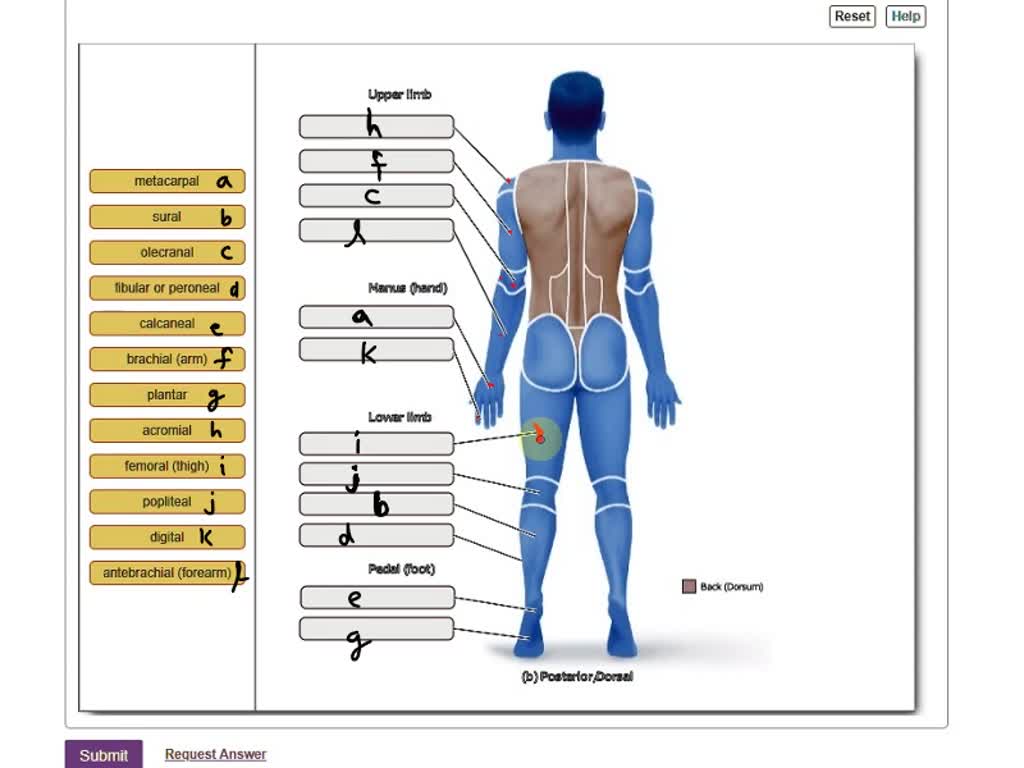 SOLVED: Texts: Drag the labels onto the diagram to identify the regions ...