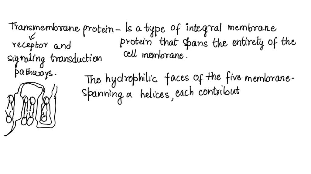 SOLVED: Consider a transmembrane protein that forms a hydrophilic pore ...
