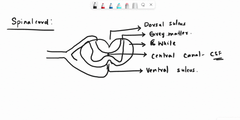 1 draw and label the internal anatomy of the spinal cord color code ...