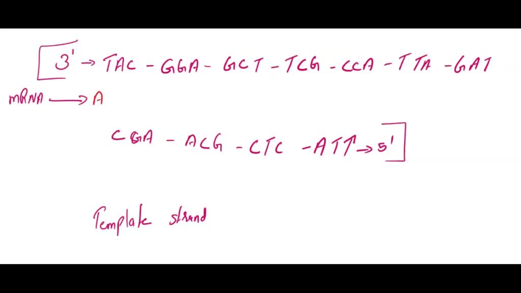 SOLVED: Part IC: DNA - TAC-GGA-GCT-TCG-CCA-TTA-GAT-CGA-ACG-CTC-ATT 5 ...