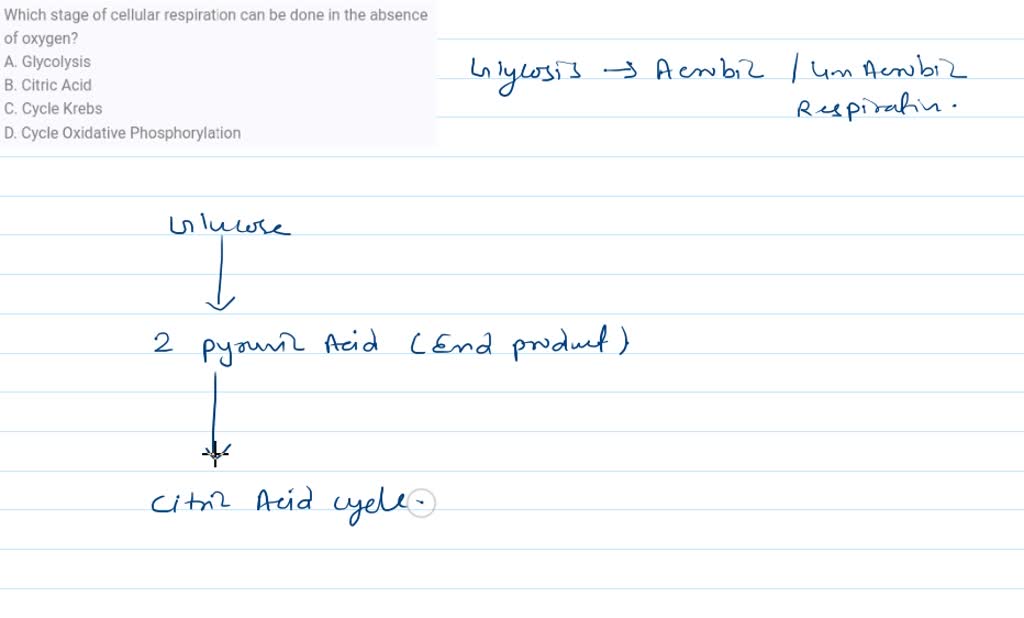SOLVED: Which stage of cellular respiration can be done in the absence ...