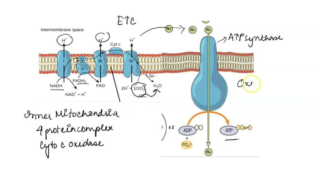 SOLVED: Cyanide (CN") poisoning stops cellular respiration by ...