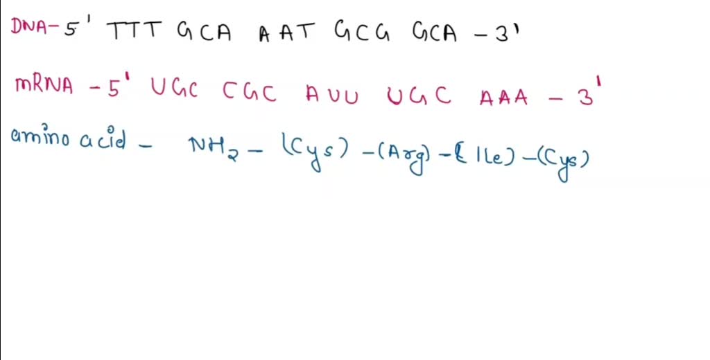SOLVED: portion of the template strand of DNA has the following ...