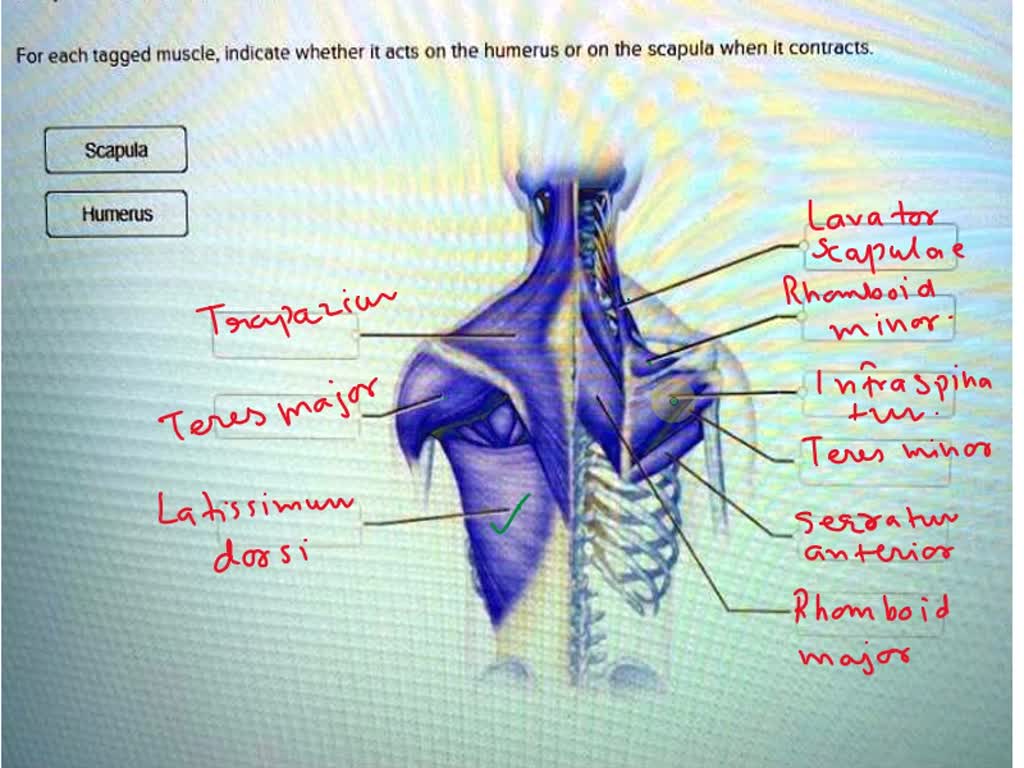 SOLVED: Scapula vs. Humeral Motion For each tagged muscle, indicate ...