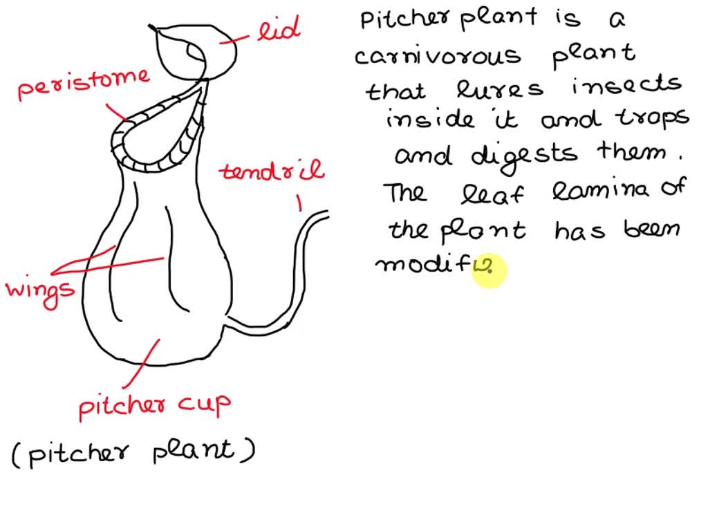 draw a mind map of the poem wind grade 9