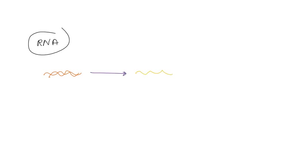 SOLVED: DNA is an information storage molecule whose sequences serve as ...