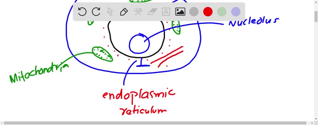 SOLVED: Draw the three models that show how eukaryotes may have evolved ...