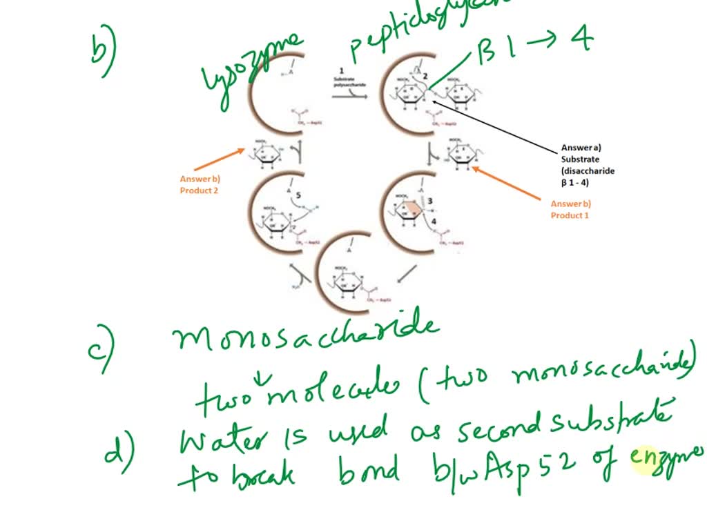 SOLVED: Catalysis Label the enzyme, substrate, enzyme-substrate complex ...