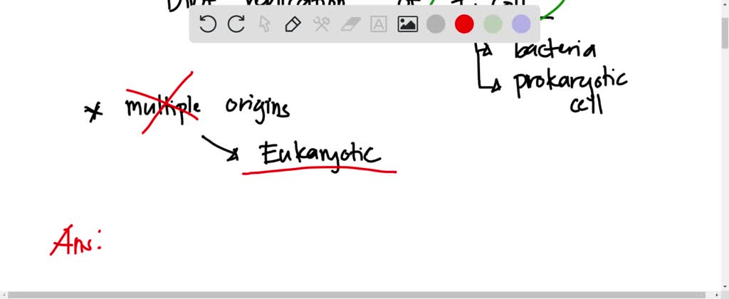Solved Dna Replication Of The E Coli Chromosome Has A Single Origin Of 4936