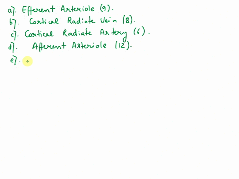 4. Label the features indicated in figure 57.12. 2 3 4 Interlobular a/v ...