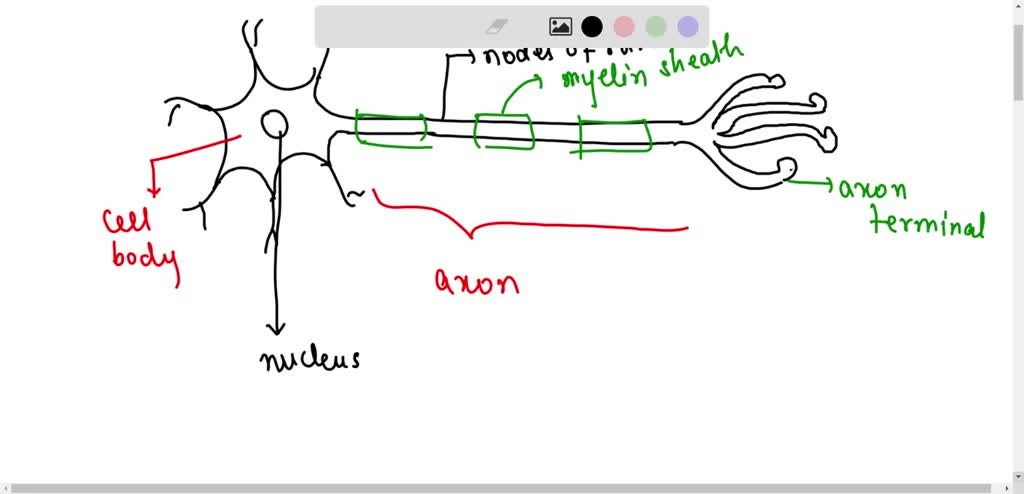 SOLVED: A Neuron 2. The structure of a neuron that is represented in ...