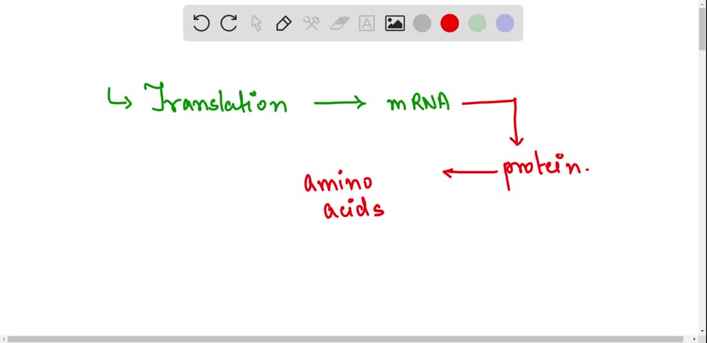 SOLVED: During which process is mRNA converted into a sequence of amino ...