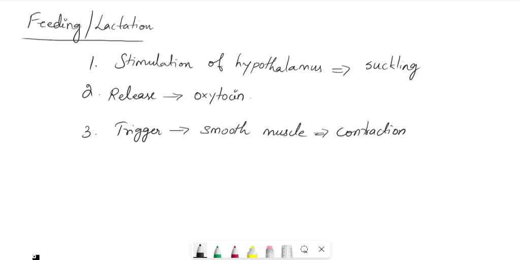 SOLVED: 'Feedback Loop for Lactation Hypothalamus Smooth Muscle Contractions Match the letters ...