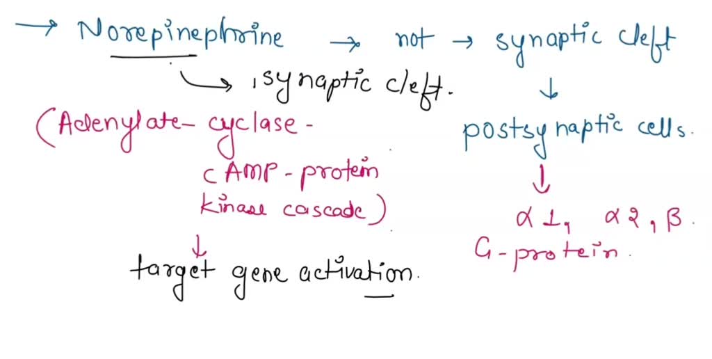 SOLVED: Which of the following is NOT a mechanism used to keep synaptic ...