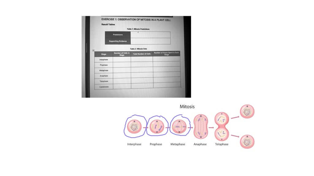 Experiment 2 Data Table 3: Observing Mitosis in an Animal Cell Phase ...