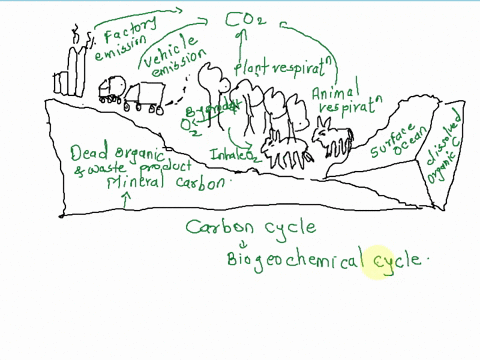 Drawing the carbon cycle instructions you will create your...