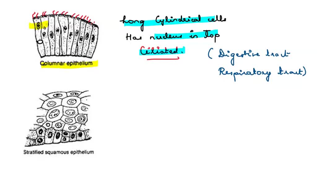 Epithelial Tissue Drawing