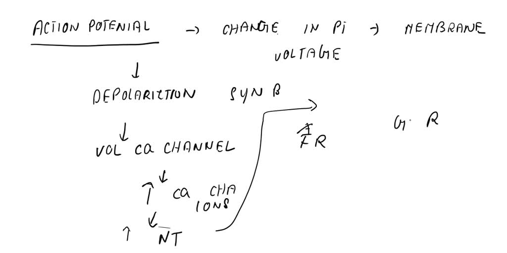 SOLVED: Starting with a neuron at resting membrane potential, explain ...