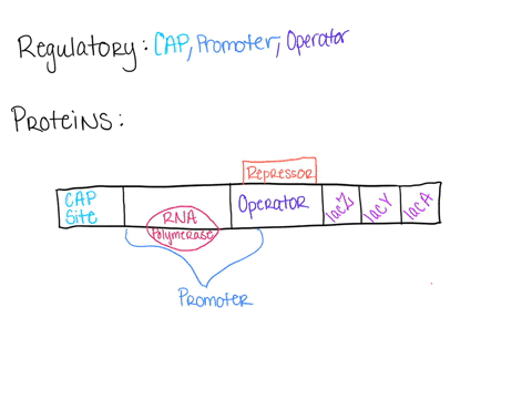 2 describe the structure of lac operon mention all...