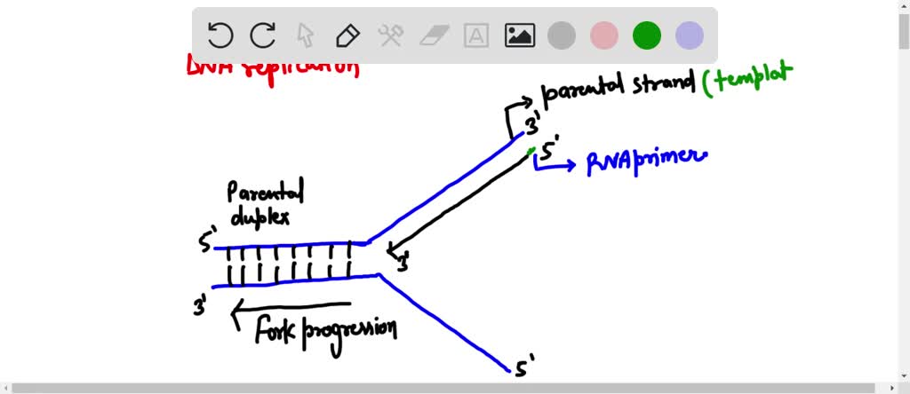SOLVED: Draw a schematic diagram of a replication fork. Indicate on ...