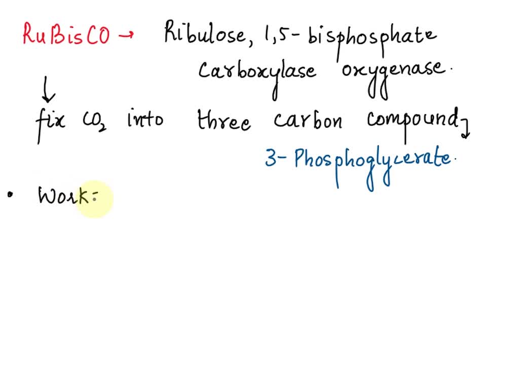 SOLVED: What is RuBisCO, and why is it important? What type of ...