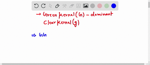 3. In corn plants, the allele for green kernels (G) is...