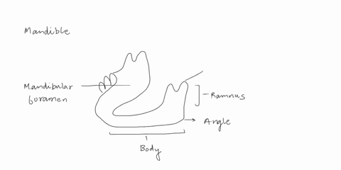 9: Best of Homework - The Axial Skeleton beling Activity:...