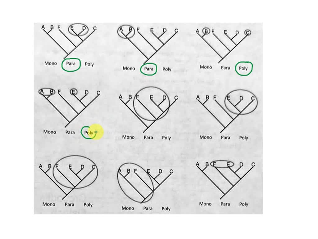 SOLVED: For each phylogenetic tree below, please indicate whether the ...