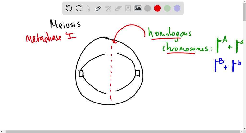 SOLVED: Draw and label G1 and G2 stages of interphase and each stage of ...