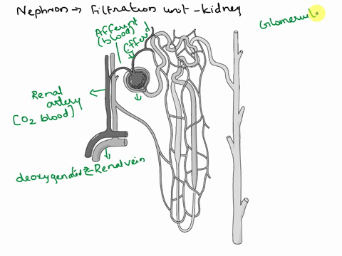 Draw a picture of a nephron label the parts and describe the...