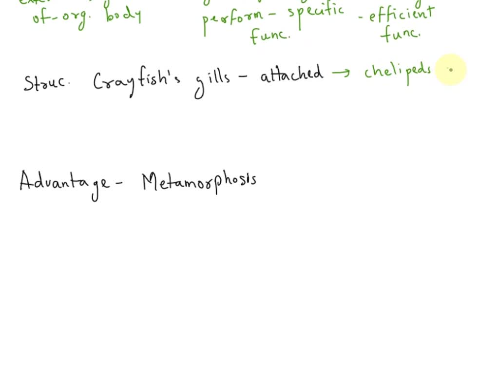 SOLVED: Phylum Arthropoda Discussion: 5. What are the advantages and ...