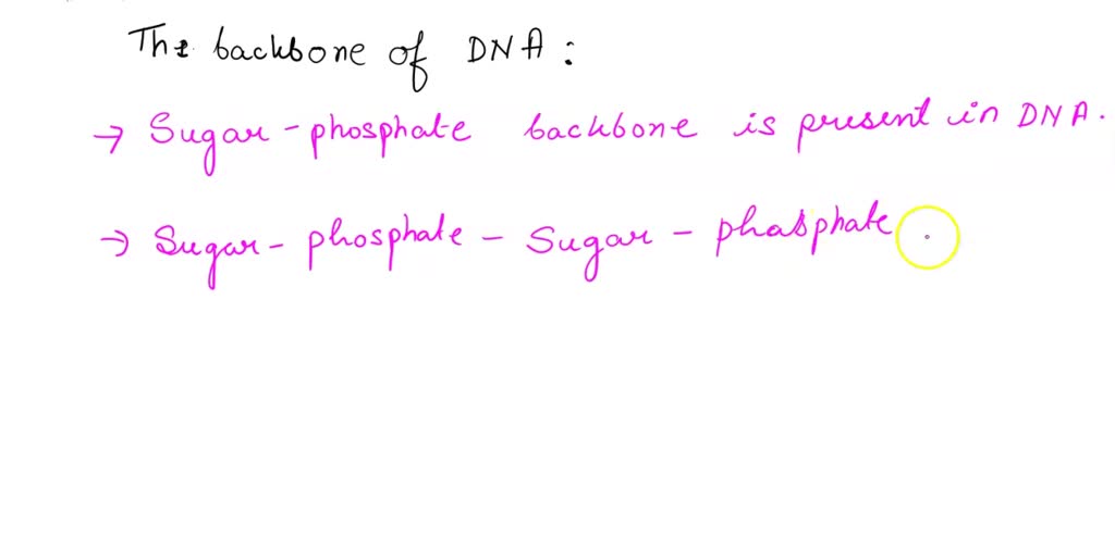 SOLVED: The backbone of DNA consists of: repeating sugar-phosphate ...