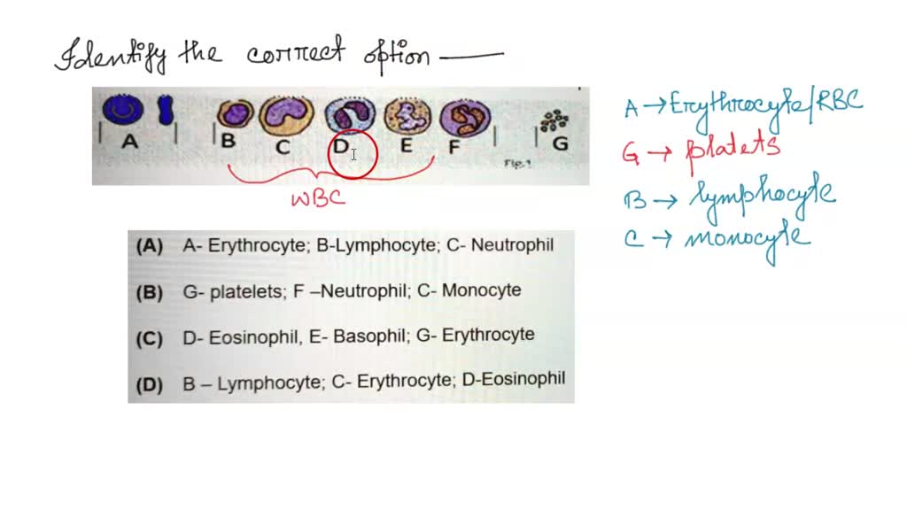 SOLVED: Texts: COURSE CONTENT Options 2022 ONCC Chemotherapy ...