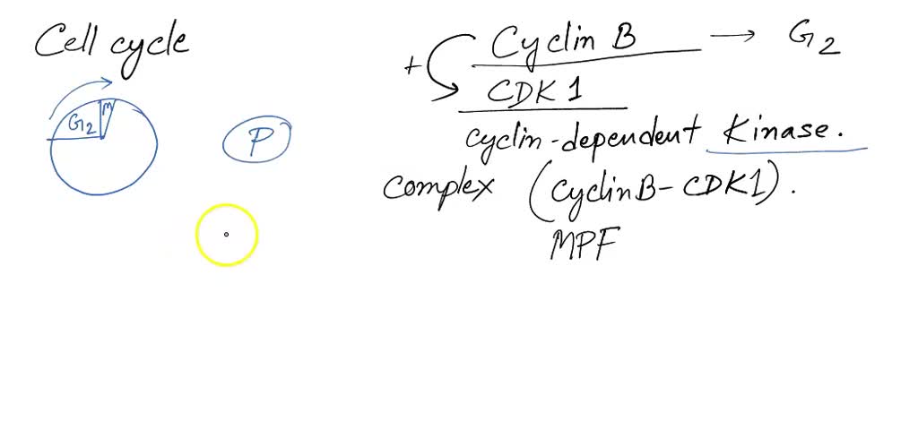 SOLVED: Describe the involvement of cyclin B in mitosis and how cyclin ...