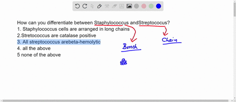 differentiate between staphylococcus and streptococcus bacteria after ...