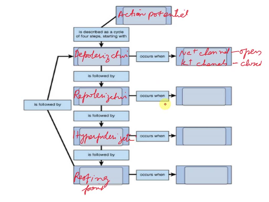 SOLVED: Complete the concept map to explain how action potential is ...