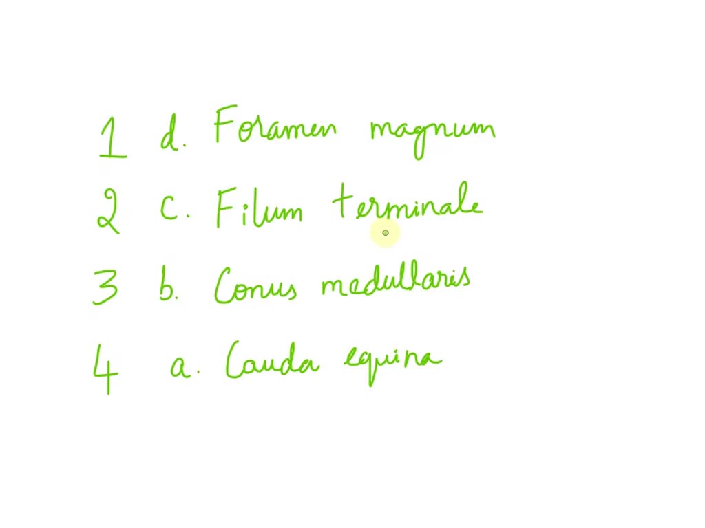 SOLVED: Exercise 19: The Spinal Cord and Spinal Nerves Anatomy of the ...