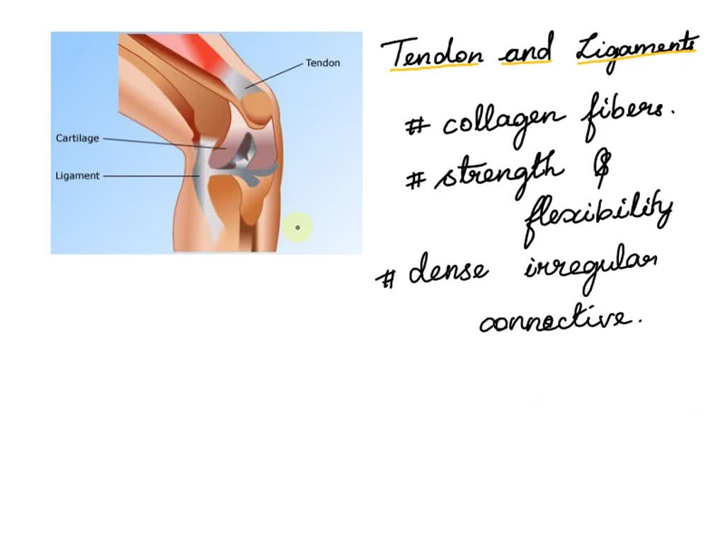 SOLVED: Tendons and ligaments are composed mainly of dense irregular ... SOLVED: Tendons and ligaments are composed mainly of dense irregular ...