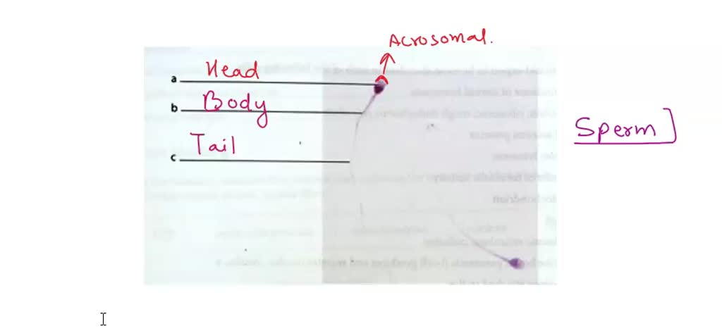 SOLVED: UNIT 5 | The Cell Activity 5: Exploring Cellular Diversity I. Identify the following ...