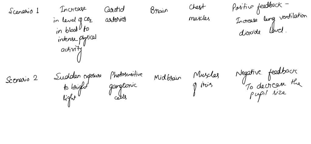 SOLVED: Homeostasis For each of the scenarios complete the following ...