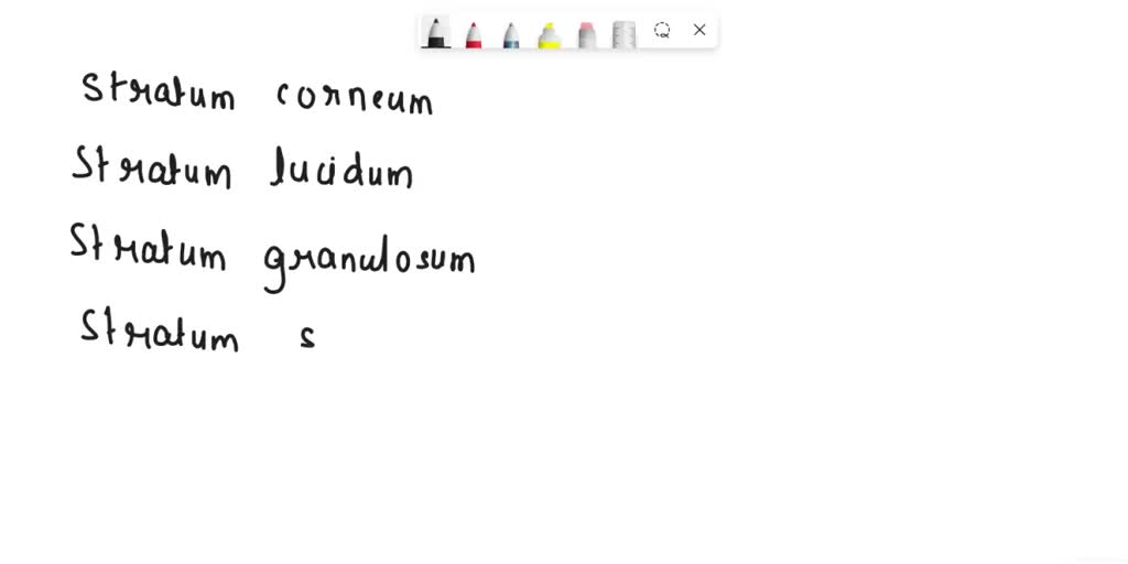 SOLVED: Label the photomicrograph of thick skin Dermis Stratum basale ...