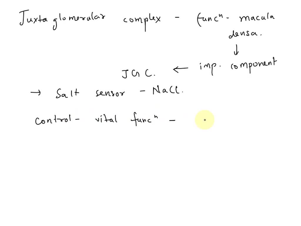 Solved What Is The Function Of The Macula Densa Cells Of The Juxtaglomerular Complex Jgc