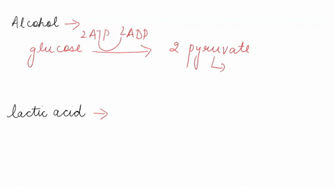 22 whal product in addition to alcohol is formed in the...