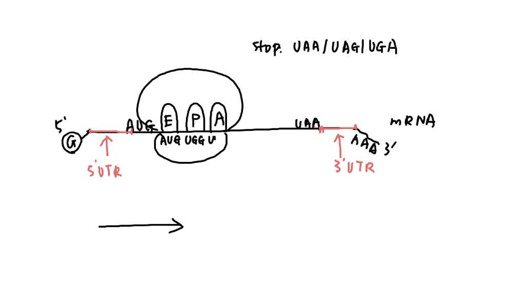SOLVED: Draw a line representing mRNA that has already been processed ...