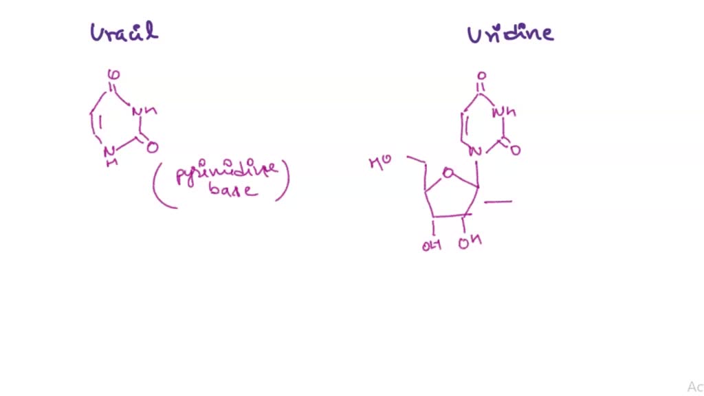 SOLVED: What is the difference between uracil and uridine? Uracil is a ...