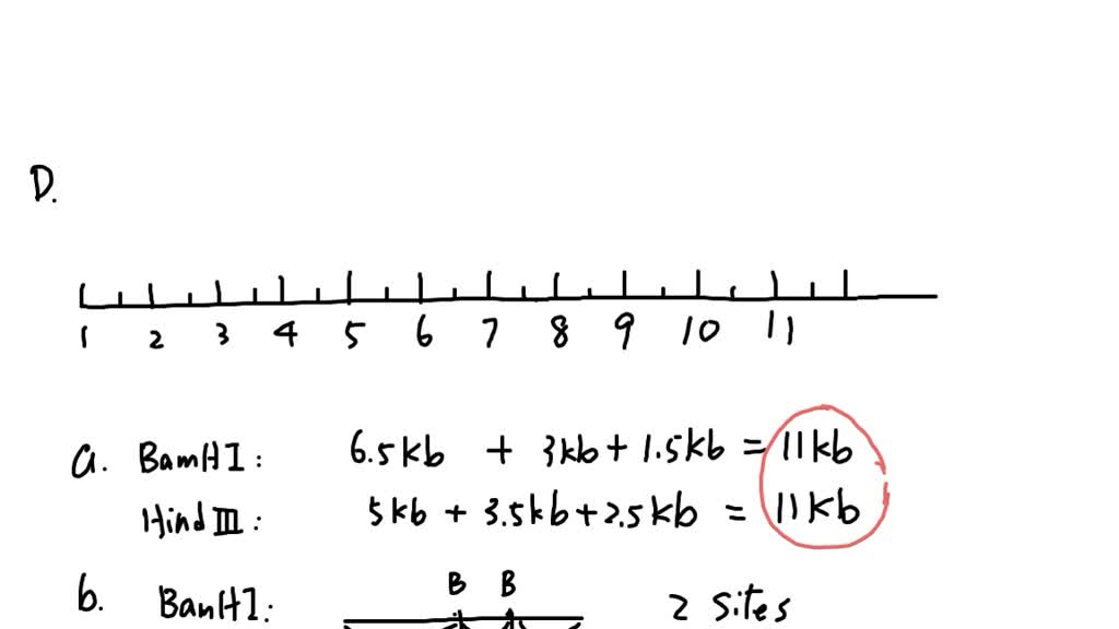 SOLVED: A map of HindIII restriction enzyme cut sites (H) flanking a ...