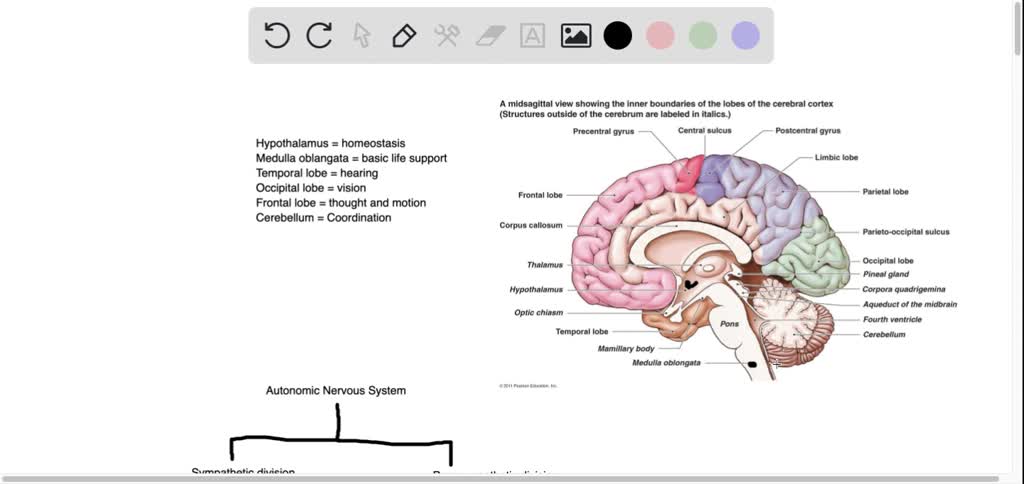 SOLVED: Match the following parts ofthe brain to their functions: Hypothalamus controls basic ...
