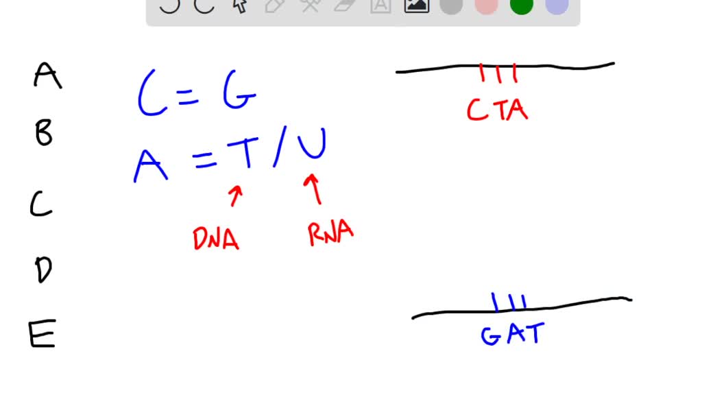 SOLVED: The nucleotide sequence of a triplet on a transcribed DNA ...